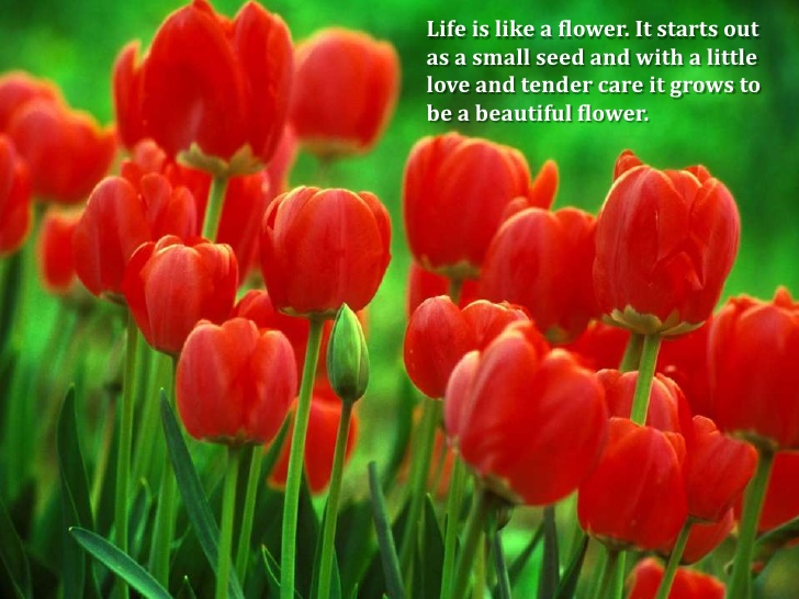 Day 269 – Life is Like a Seed #2 - Wisdom-Trek