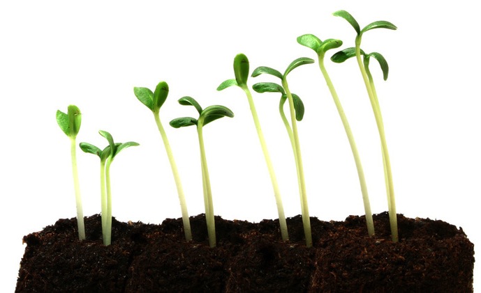 Day 970 – Growing Yourself and Growing Others – Wisdom Unplugged ...