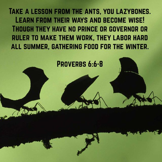 Day 2077 The Book Of Proverbs Chapter 6 Daily Wisdom Wisdom Trek